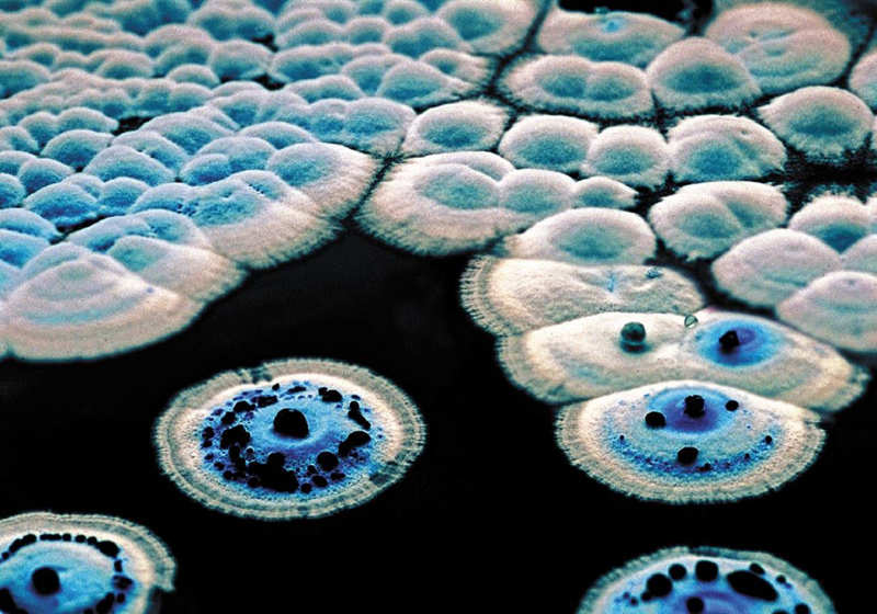 Image of the Day: Bacterial Blues | The Scientist