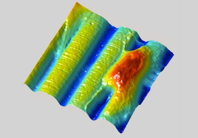 Image of the Day: Shrink Ray | The Scientist Magazine®
