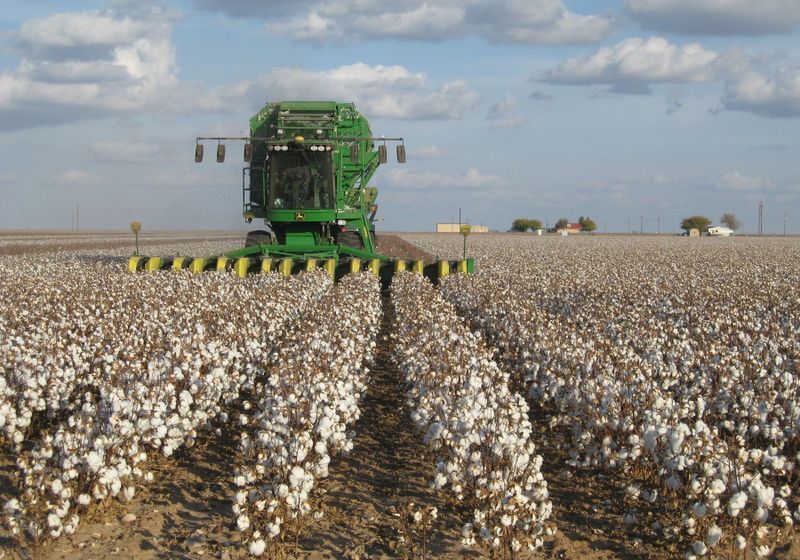 USDA Approves Edible Cotton | The Scientist