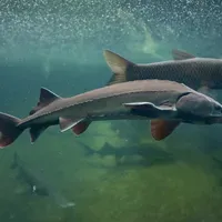 Sturgeon | The Scientist