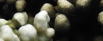 Coral Reef Scientist Ruth Gates Dies | The Scientist