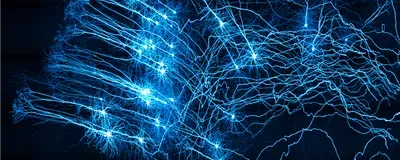 Revealed: New Cortical Neuron Types | The Scientist