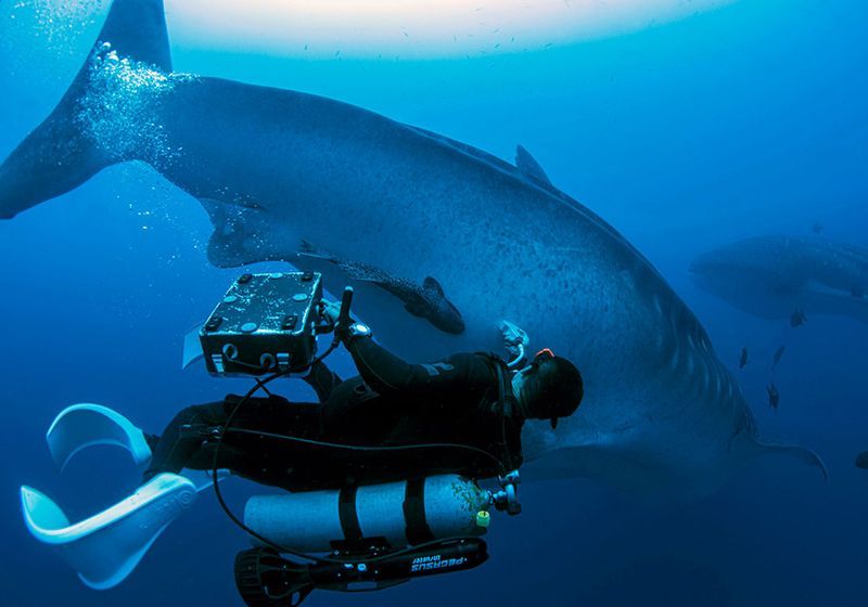 Image of the Day: Whale Shark Sonogram | The Scientist