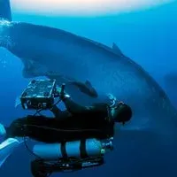 Image of the Day: Whale Shark Sonogram | The Scientist