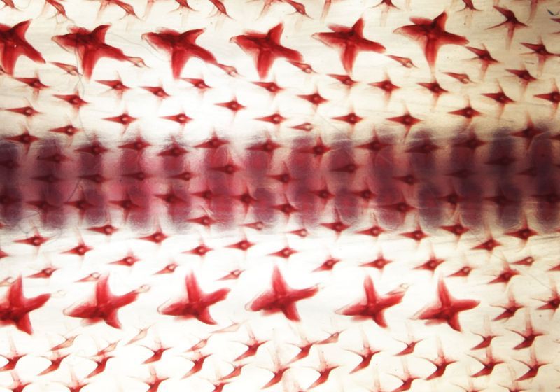Image of the Day: Shark Skin | The Scientist