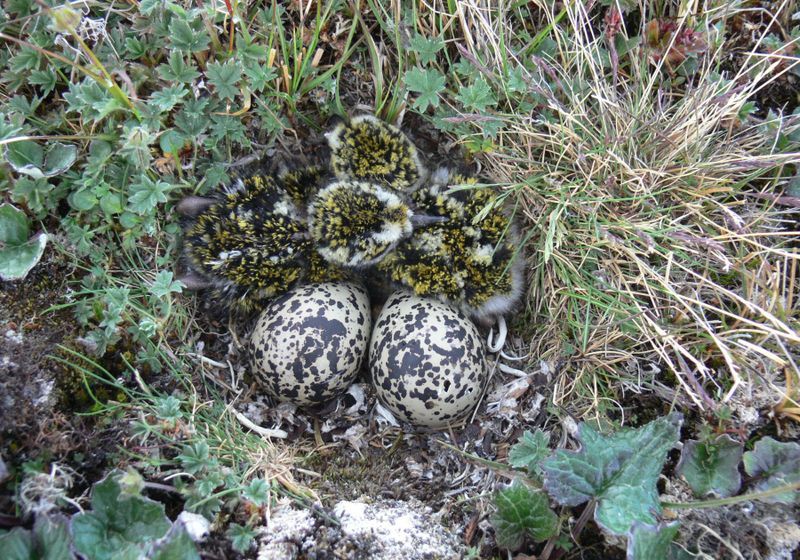 Image of the Day: Plundered Plover | The Scientist