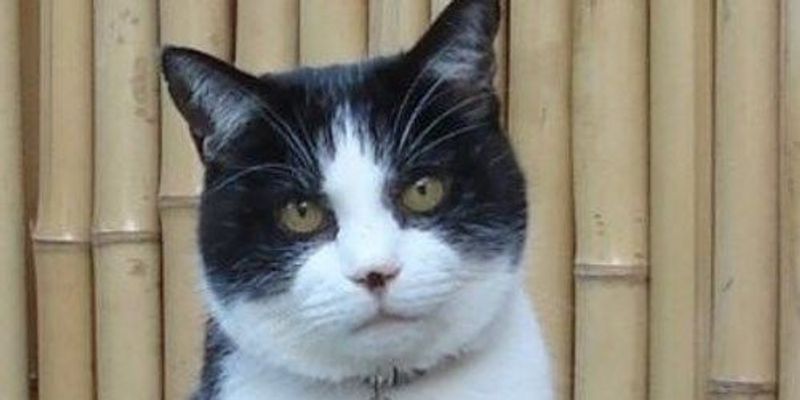 Image of the Day: Jasper the Cat | The Scientist