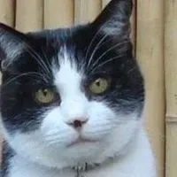 Image of the Day: Jasper the Cat | The Scientist