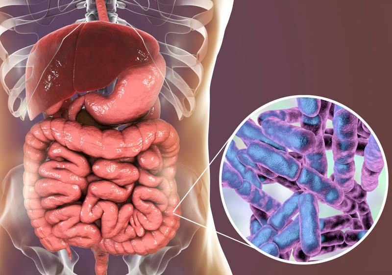 Fecal Transplant Heals Colitis Caused by Immunotherapy | The Scientist