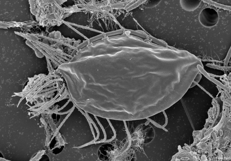 Return of Squirmy Weiners: Arcyria stipata (photo by Jeff Hollett) : r ...