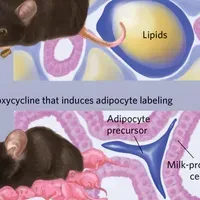 Adipocyte | The Scientist