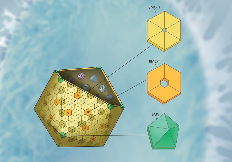 Infographic: Bacterial Microcompartments Basics | The Scientist