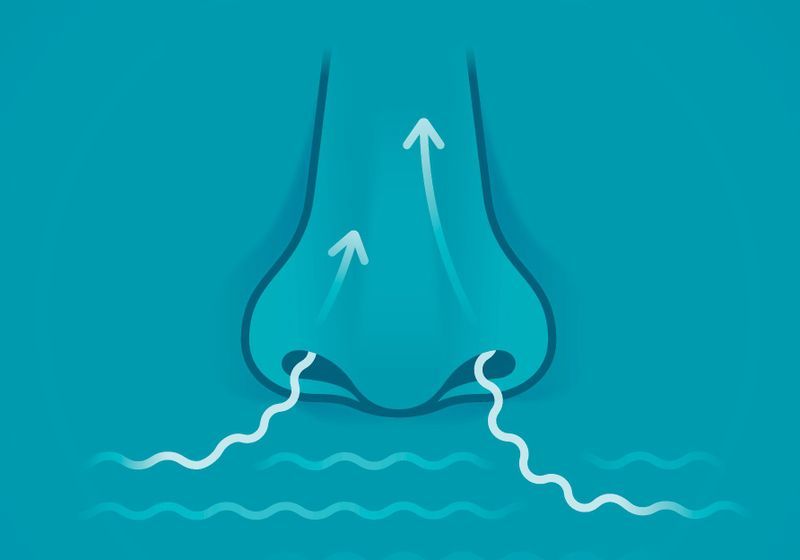 Zapping the Olfactory Bulb Produces Phantom Smells | The Scientist