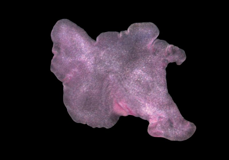 Meet Trichoplax. This microscopic marine animal has no muscles and no ...