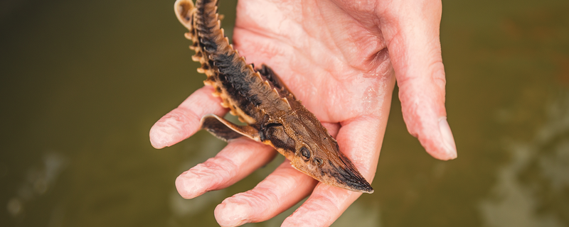 Researchers Aim to Reestablish an Ancient Fish in an Ohio River | The ...