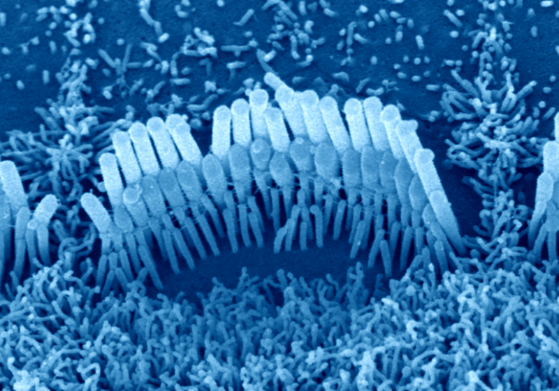 The Biggest Science News of 2018 | The Scientist