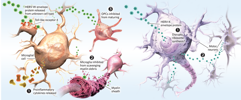 Infographic: Human Endogenous Retroviruses and Disease | The Scientist