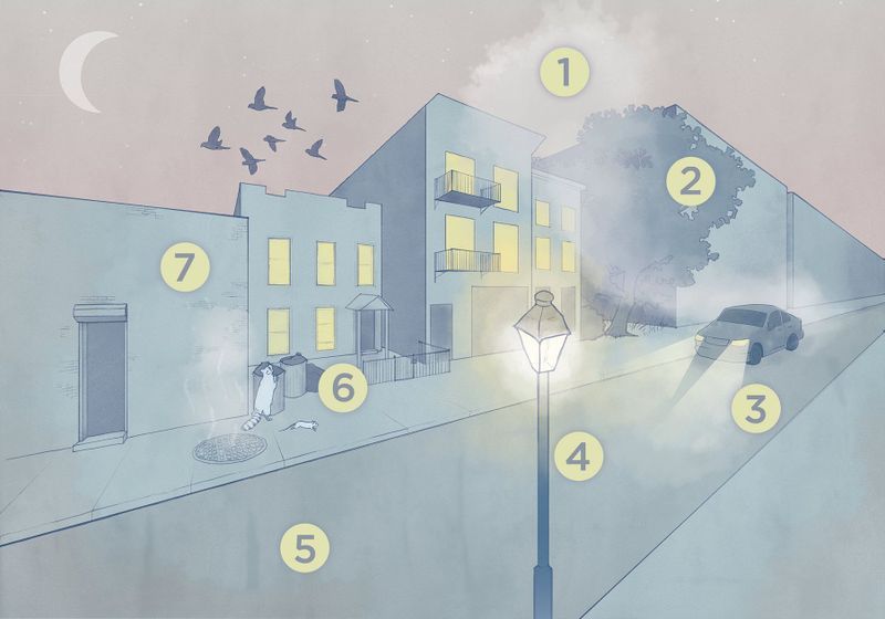 Infographic: How Cities Influence Evolution | The Scientist