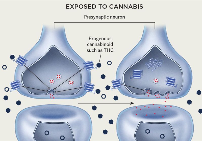Infographic: How Exposure to Cannabis in Utero Affects Development ...