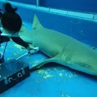 Ultrasound | The Scientist