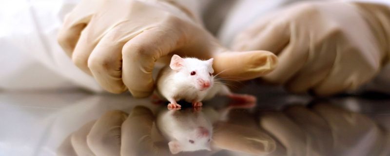 Swiss Researchers Struggle to Get Animal Experiments Approved | The ...