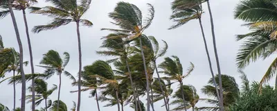 How Trees Fare in Big Hurricanes | The Scientist