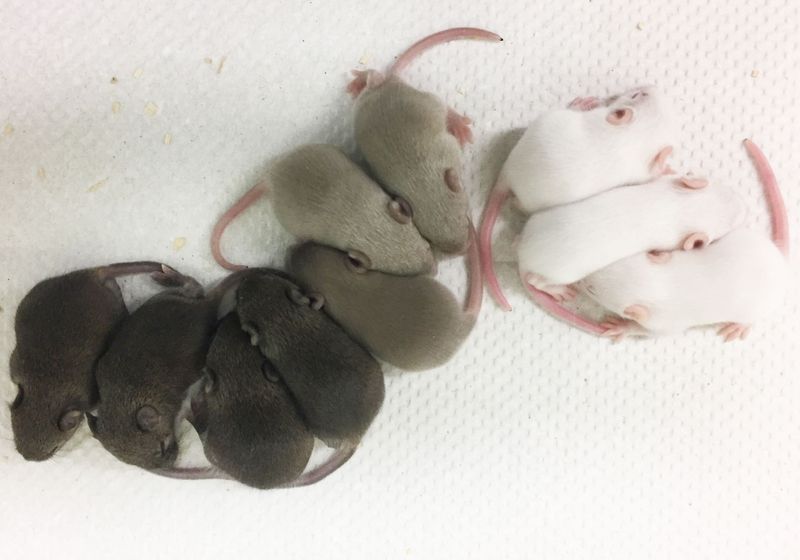 First Successful Gene Drive in Mammals | The Scientist