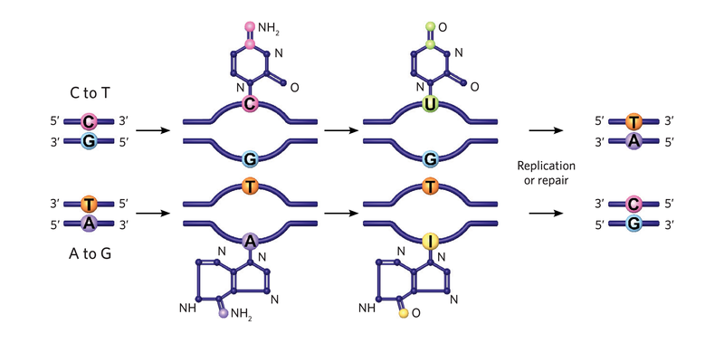 Better Base Editing in Plants | The Scientist