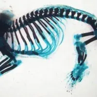 Genetic Manipulation | The Scientist