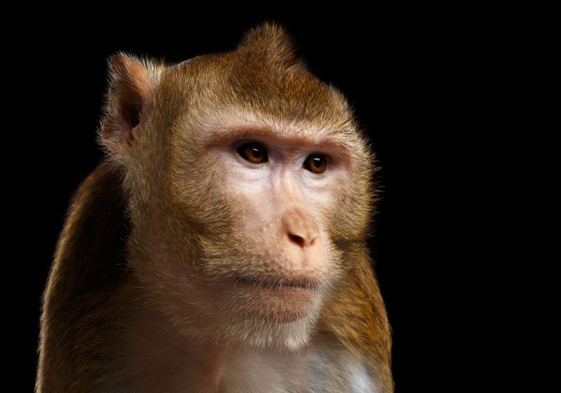 Clones Made of CRISPRed Monkeys | The Scientist