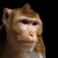 Clones Made of CRISPRed Monkeys | The Scientist