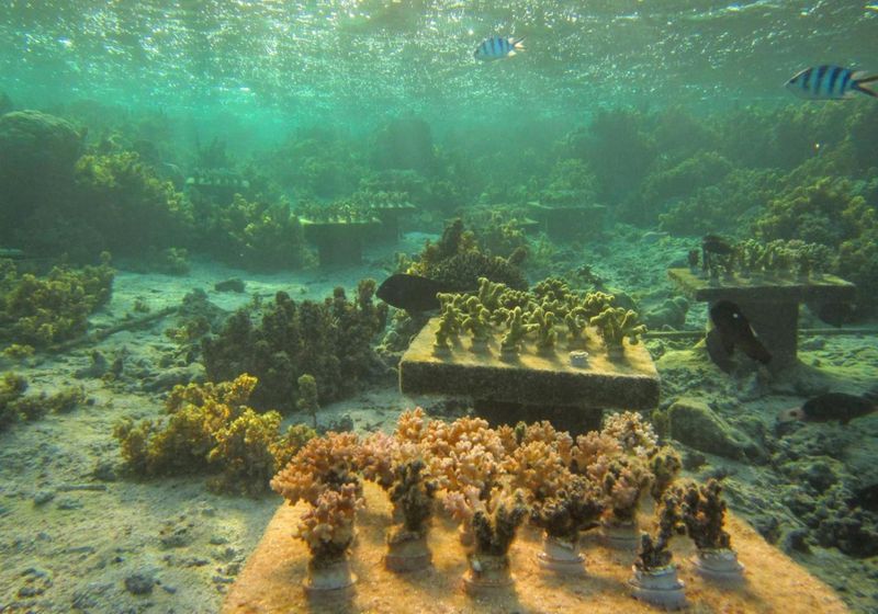 Image of the Day: Coral Tables | The Scientist