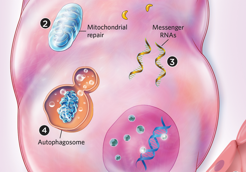 Infographic: How Cells Cheat Death | The Scientist