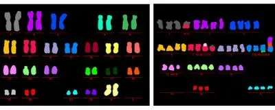 Image of the Day: Cellular Breakdown | The Scientist