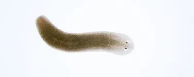 Weak Magnetic Fields Manipulate Regeneration in Worms | The Scientist