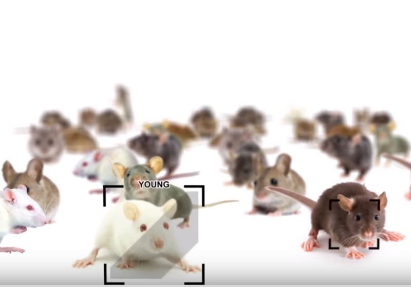 Old Mouse, Young Mouse | The Scientist Magazine®