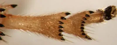 Image of the Day: Prickly Legs | The Scientist