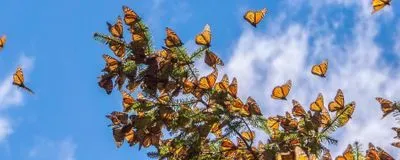 Eastern Monarchs Flourish While Western Numbers Plunge | The Scientist