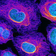 Cytoskeleton News, Articles | The Scientist Magazine®