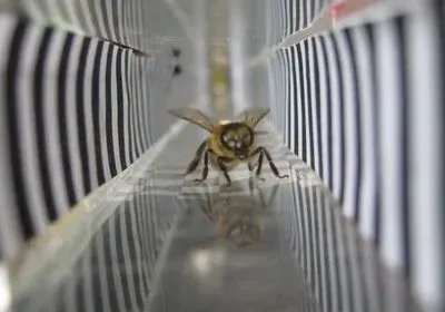 Honeybees Enter Virtual Reality So Scientists Can Study Their Brains ...