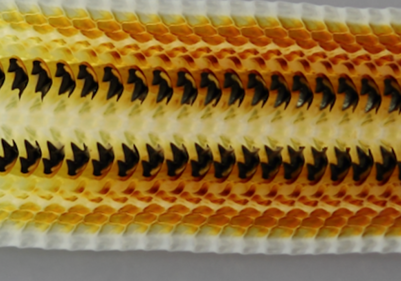 Image of the Day: Gnashers | The Scientist