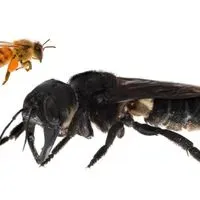 Image of the Day: Seeing is Bee-lieving | The Scientist