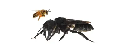 Image of the Day: Seeing is Bee-lieving | The Scientist