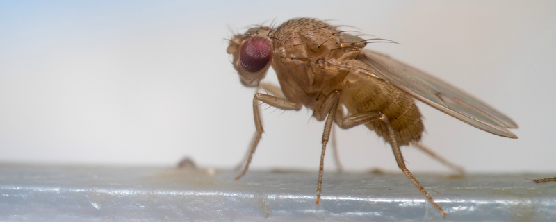 Sleep Deprivation Hardly Harms Fruit Flies | The Scientist
