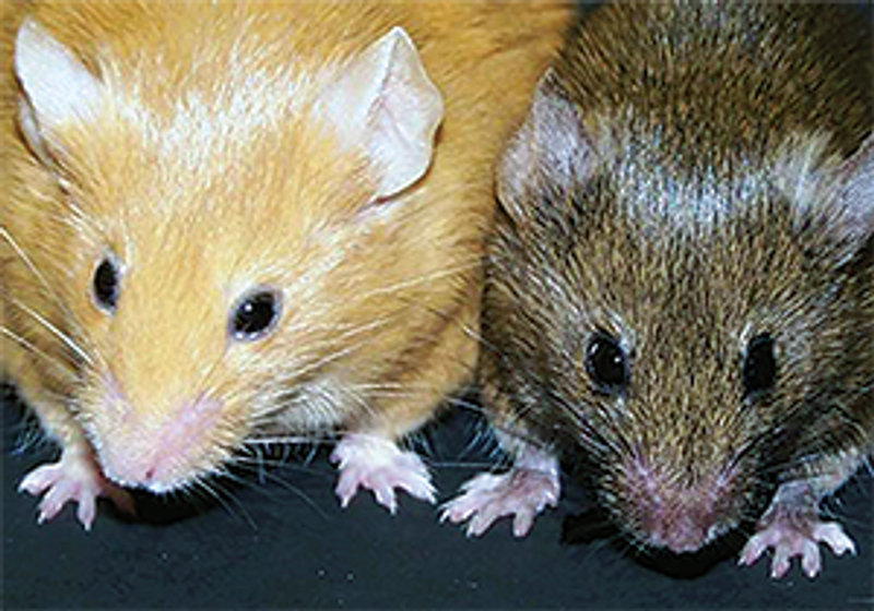 Classic Mechanism of Epigenetic Inheritance Is Rare, Not the Rule | The ...