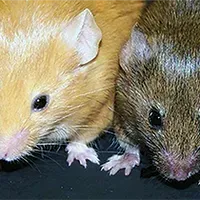 The Scientist Magazine Issue | March 2019 | Going Under | The Scientist