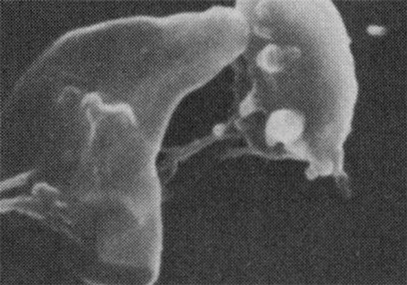 Archaea CRISPR Systems Grab DNA Memories During Interspecies Mating ...