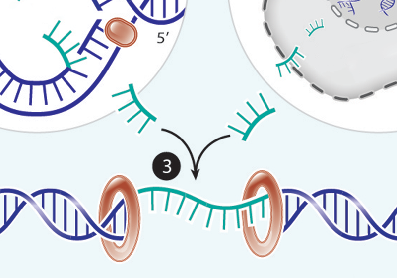 Infographic: How Stray DNA Can Land in Double-Strand Breaks | The Scientist