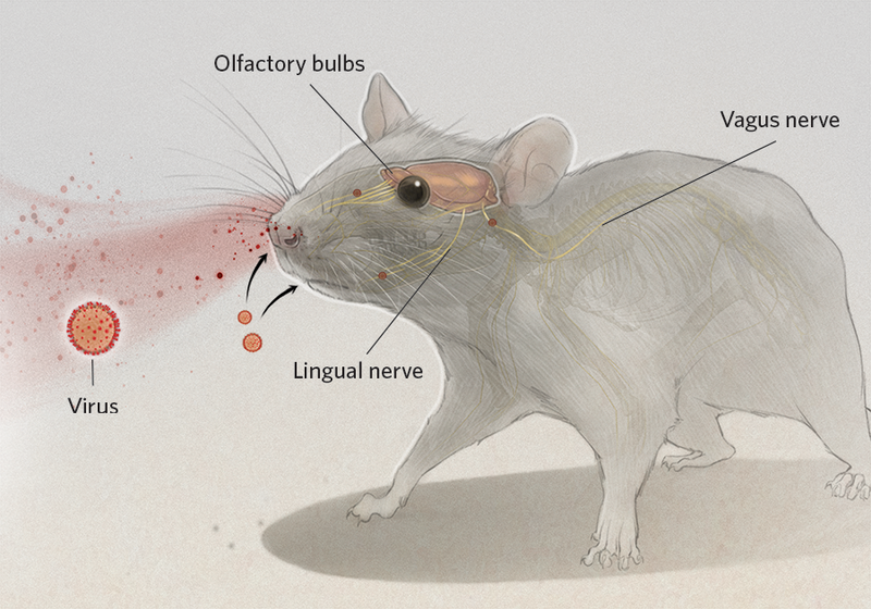 Infographic: Viruses on the Brain | The Scientist