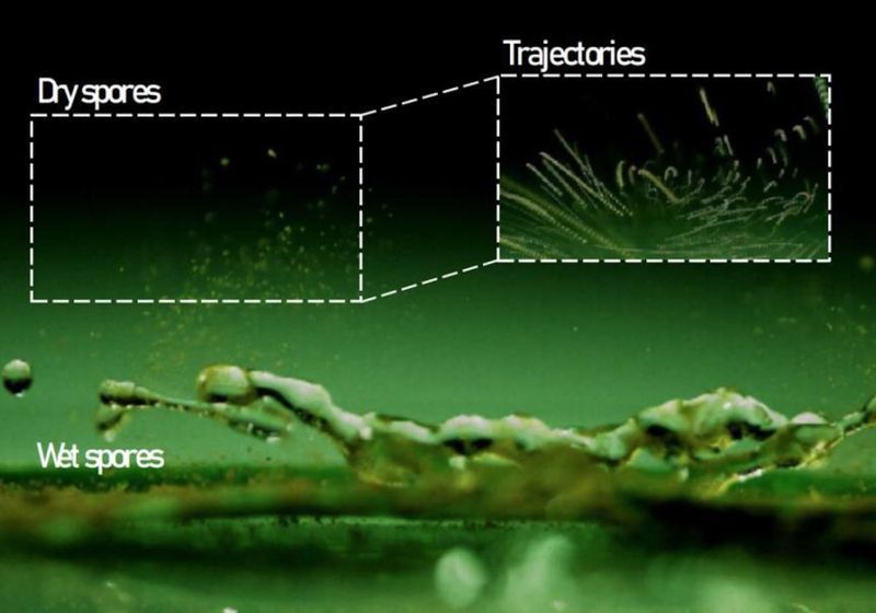 Image of the Day: Raindrop Vortex | The Scientist